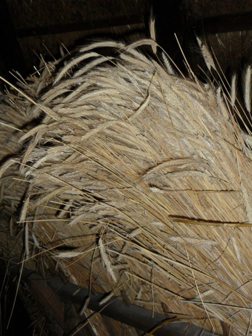 The Feast of the Sheaf of Firstfruits: Bundles of Fruitfulness | T ...