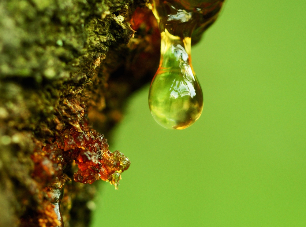 Tears of Frankincense | T. Murphy Writes